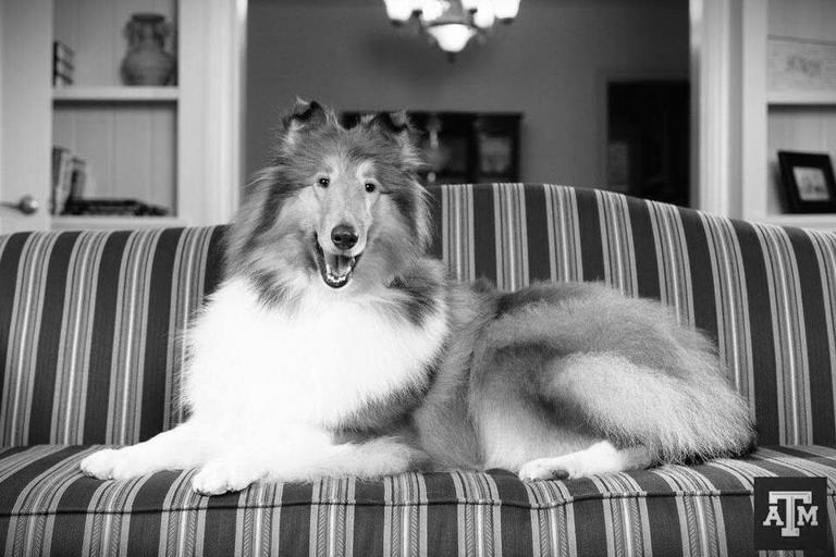 Texas A&M announces funeral arrangements for Reveille IX