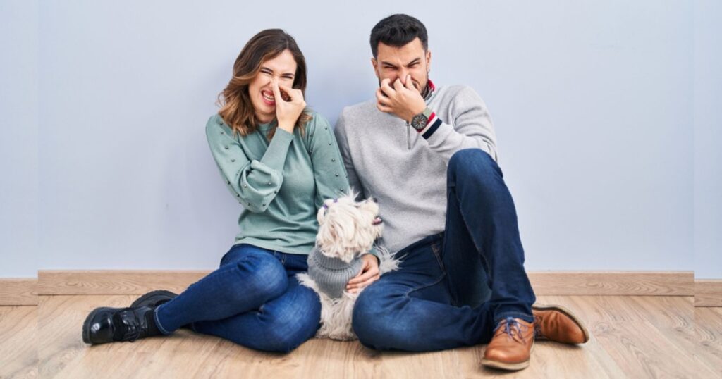 Votre chien sent mauvais ? Les vraies causes et les solutions qui marchent.