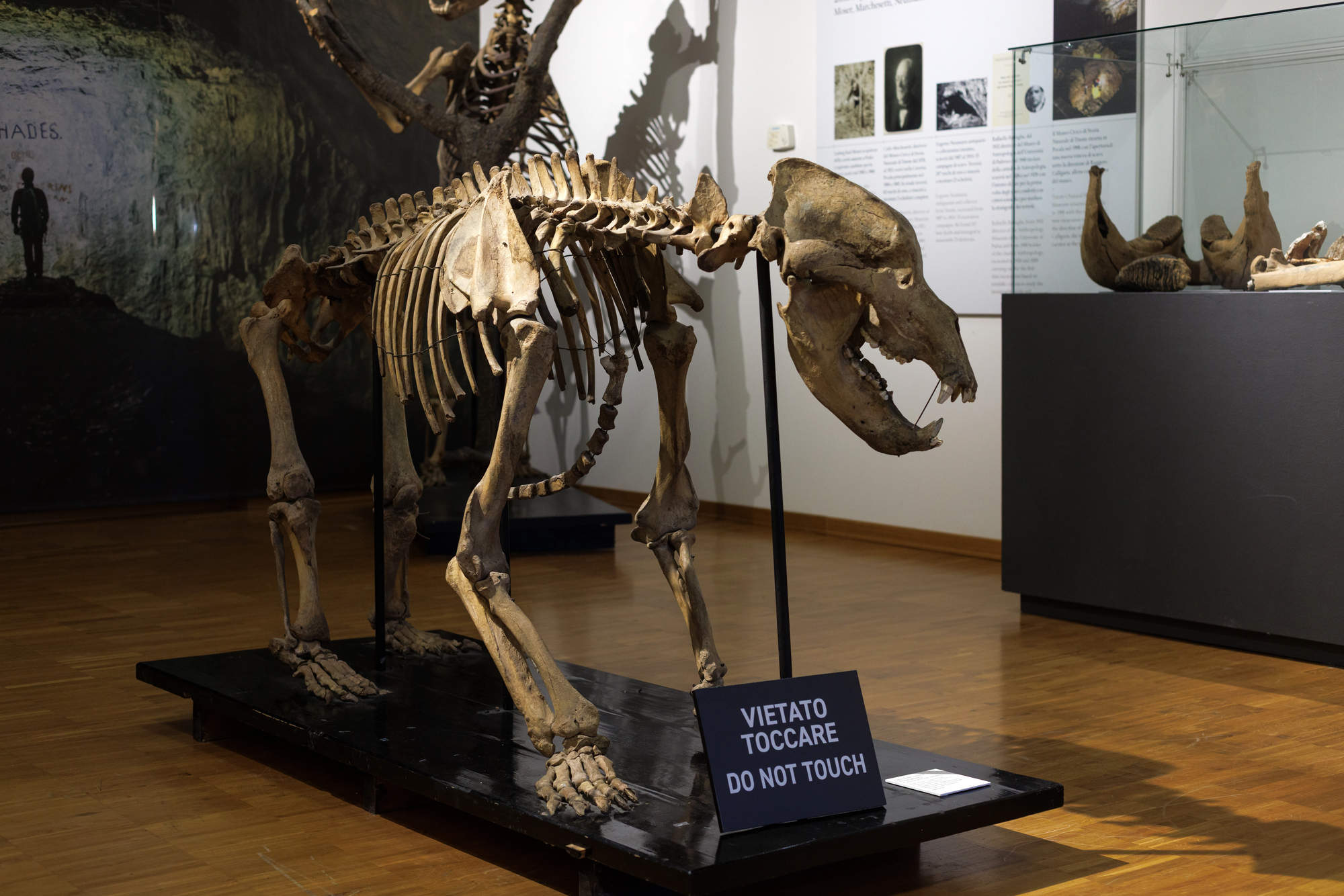 Most Amazing Extinct Animals