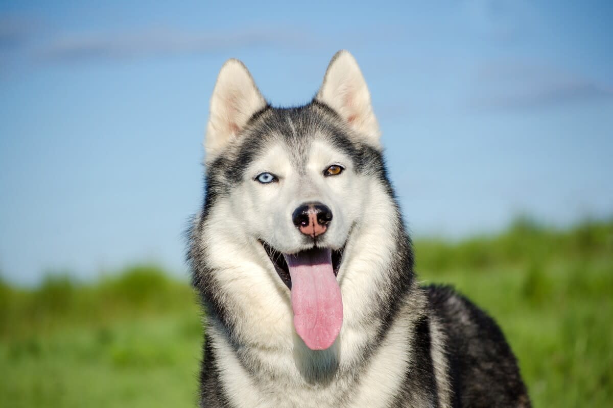 Adorable Husky’s Reaction To Receiving Massive Teddy Bear From His ...