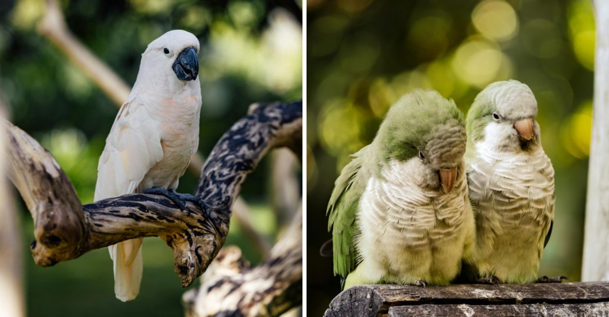 10 Loud Pet Birds That Aren’t Ideal For Quiet Homes