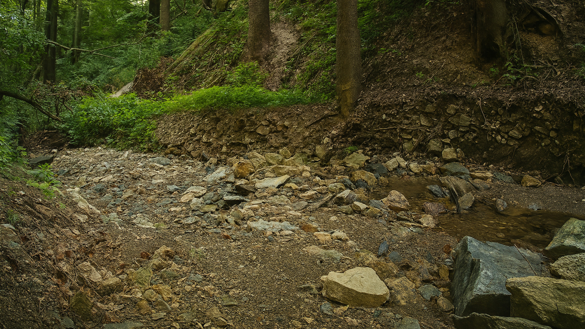 Wildlife Moments Captured by Hidden River Cam