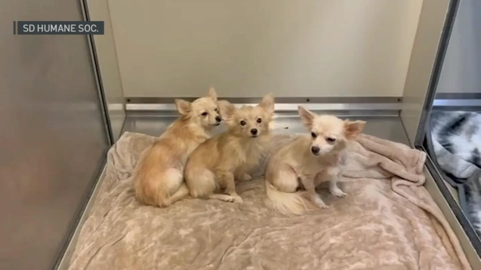 Dogs And Cats Rescued From Abandoned Vista Apartment