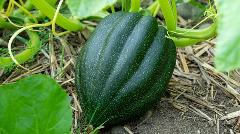 8 Winter Squash Varieties To Grow For The Best Fall Harvest