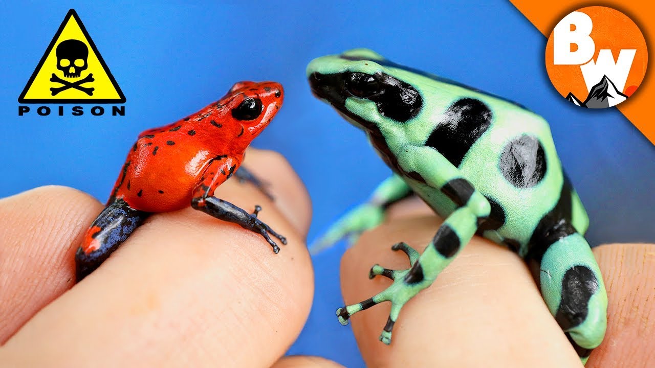 Ranking the world’s deadliest poison frogs