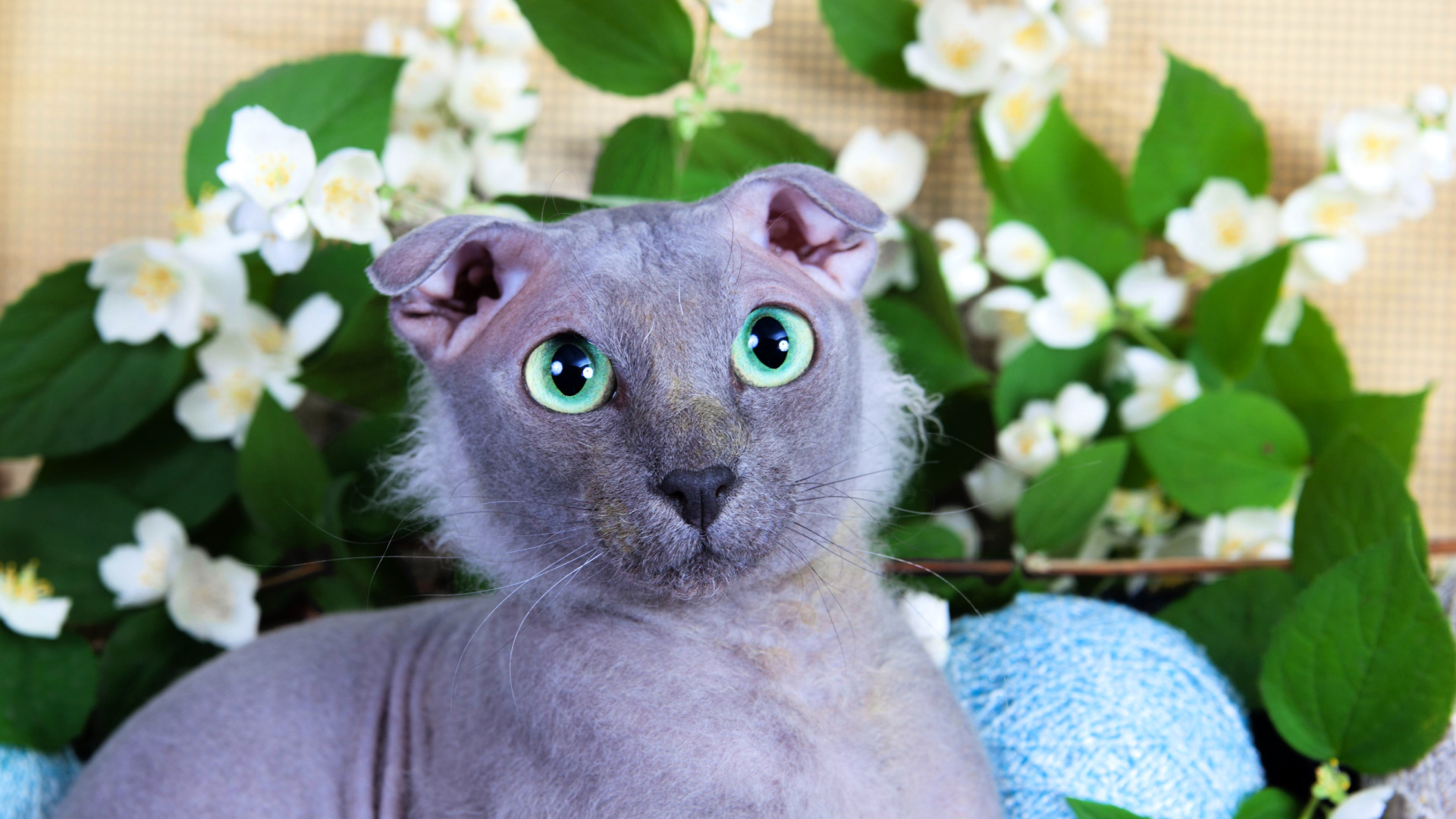 10 Unique Cat Breeds That You Might’ve Never Seen