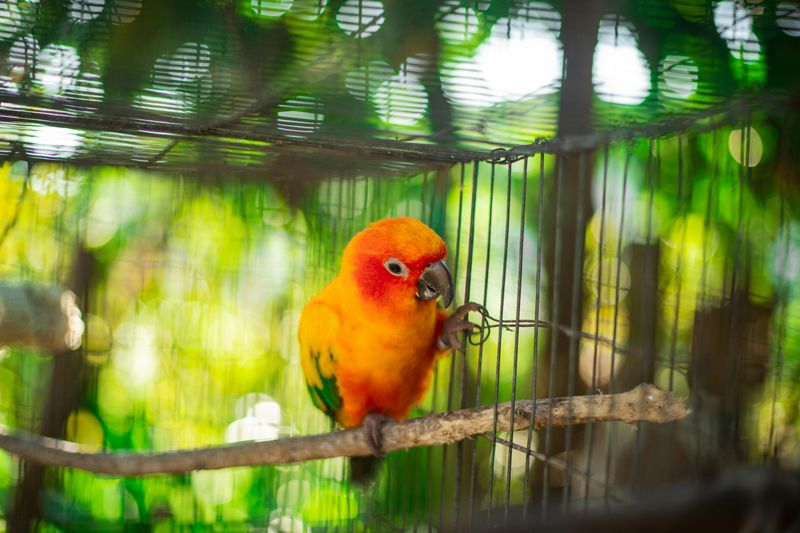 10 Loud Pet Birds That Aren’t Ideal For Quiet Homes