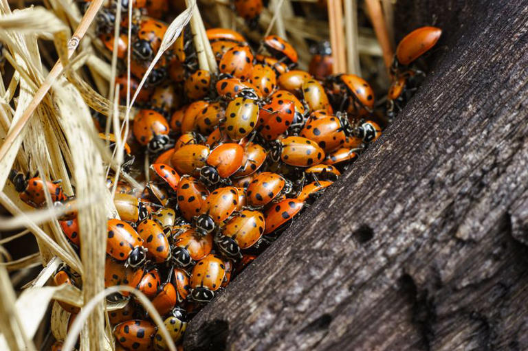 Ladybirds are 'swarming' the UK today - here's why they're about to ...