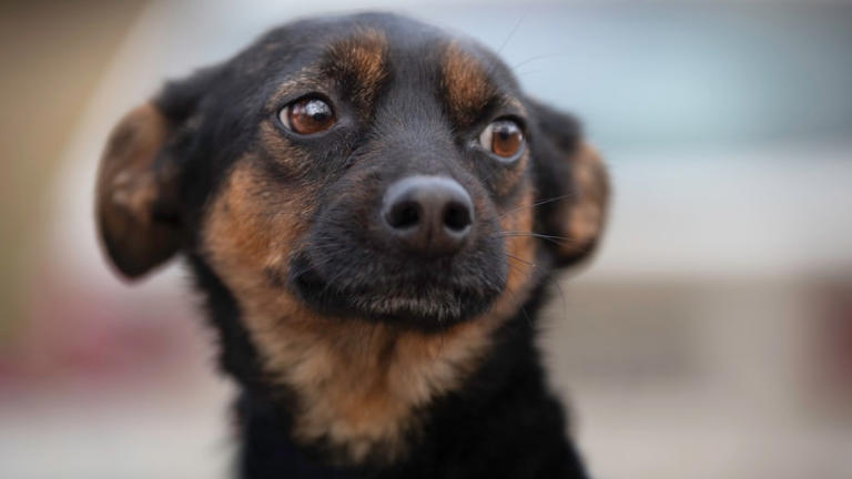 Fear and Aggression: Trauma in Puppyhood Has Lifelong Consequences