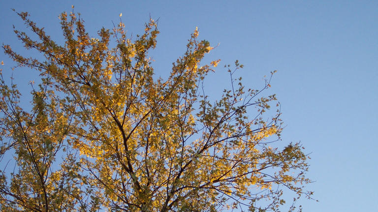 The 14 Messiest Trees You Never Want To Plant In Your Yard