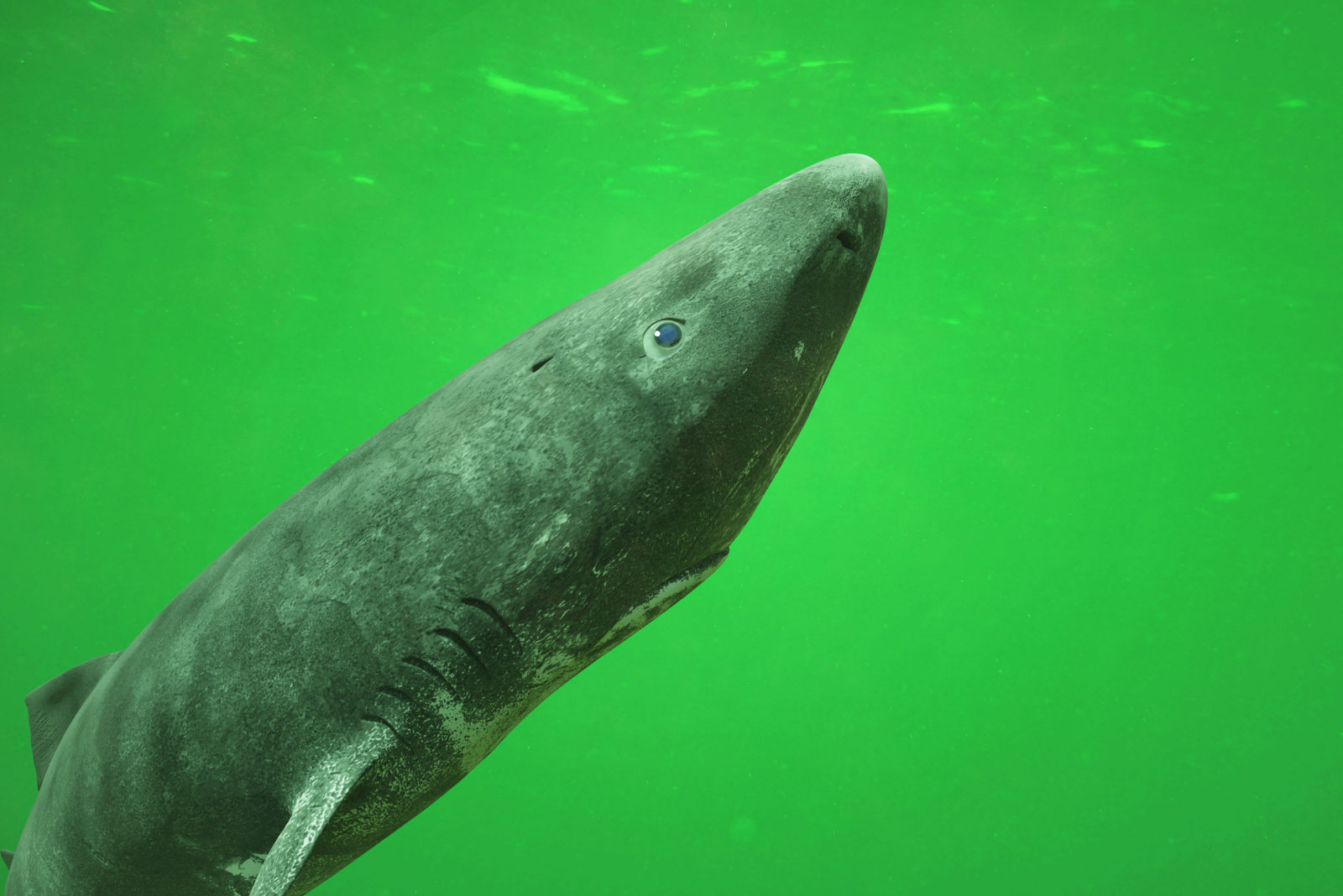 Meet The Greenland Shark, The World’s Oldest Fish That Is Over 300 ...