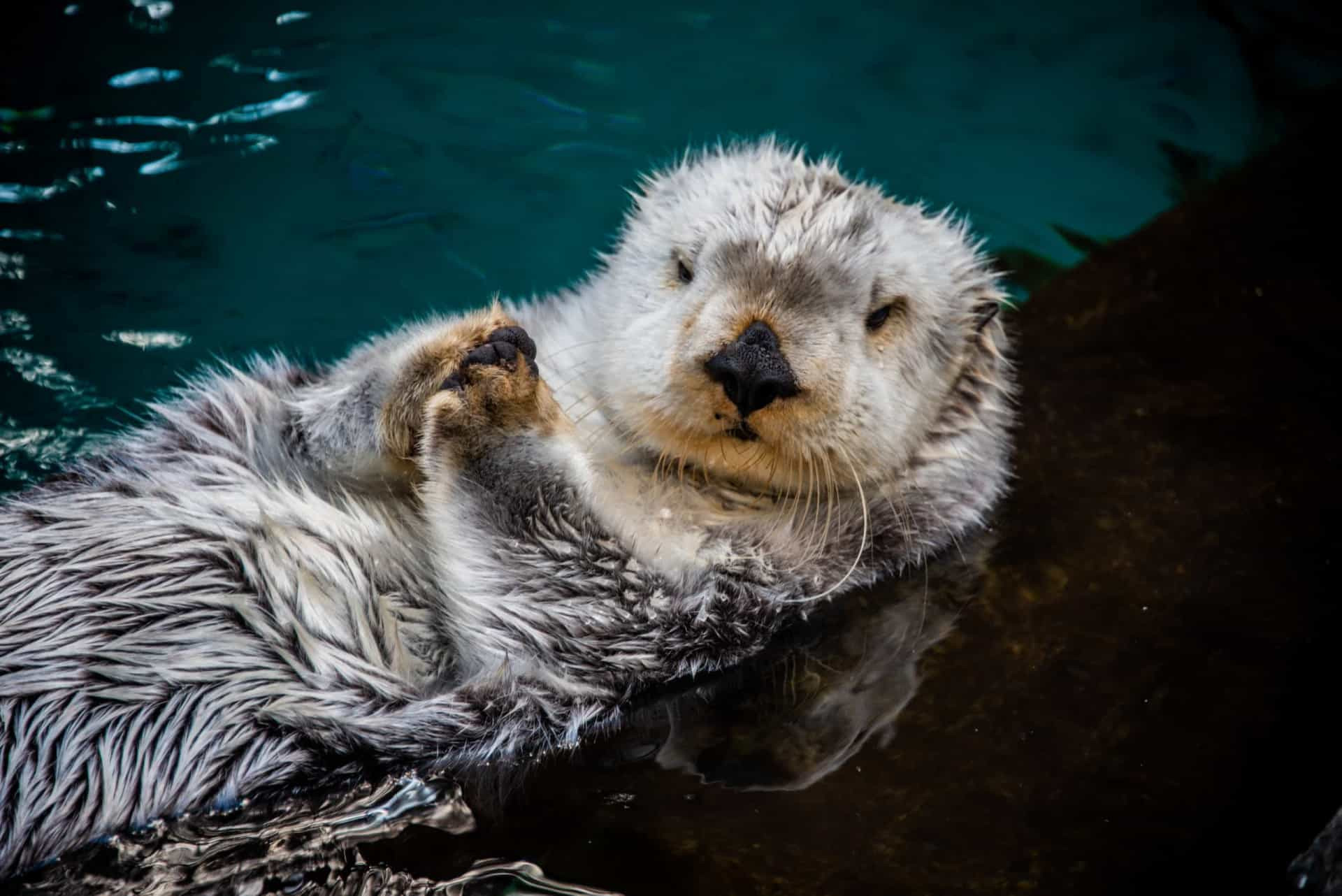 How sea otters can help fight climate change