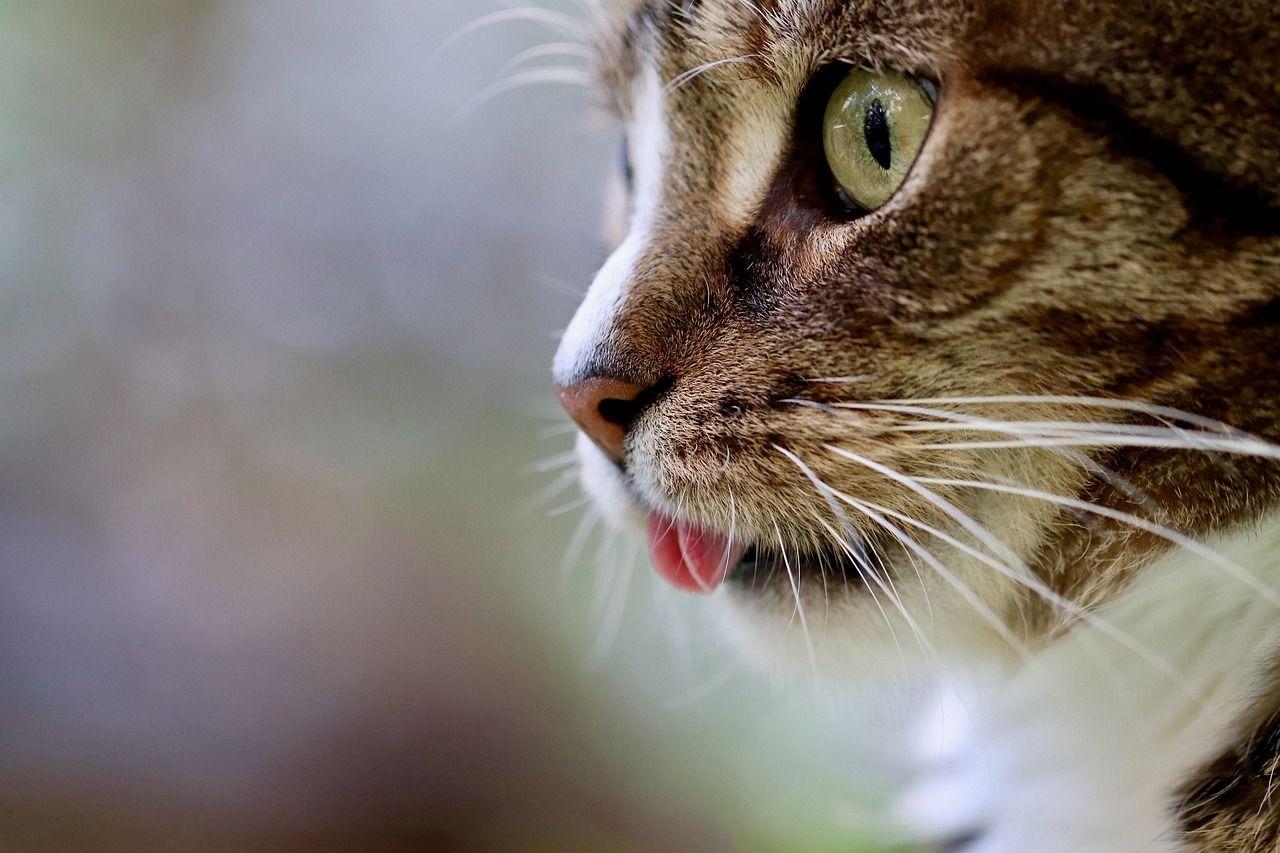 Animal Magic: Case of a cat with an oral tumour