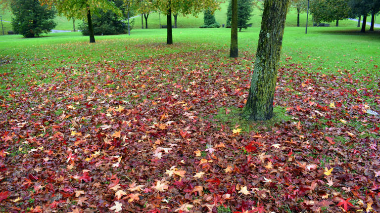 The 14 Messiest Trees You Never Want To Plant In Your Yard