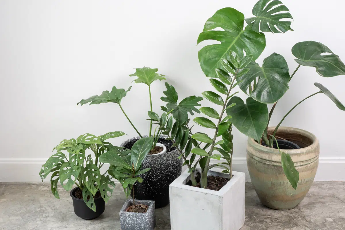 7 air-purifying houseplants that can make your home feel fresher