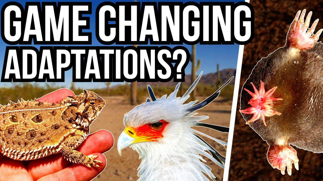 5 Animals With Game Changing Adaptations