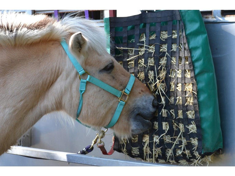 Essex's John R Park Homestead hosts Harvest and Horses Festival