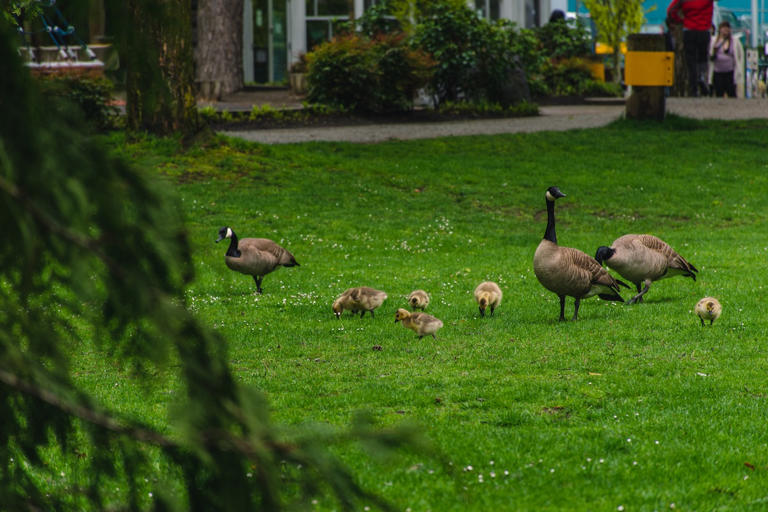 How to Keep Geese Out of Your Yard