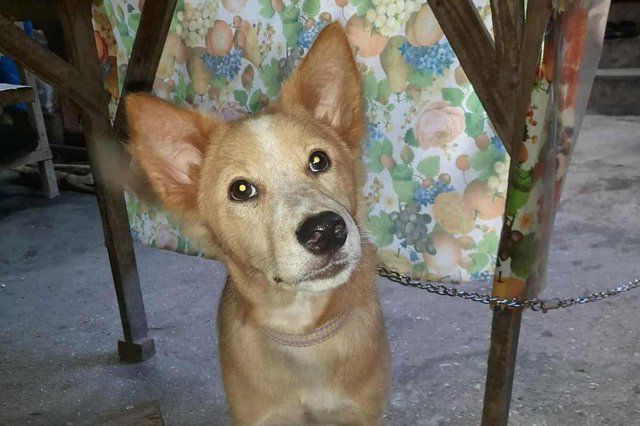 ‘Hero dog’ Luke shields family as house collapses in Cebu quake
