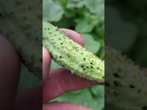 Putting Good Bugs Back in the Garden to Eat Bad Bugs