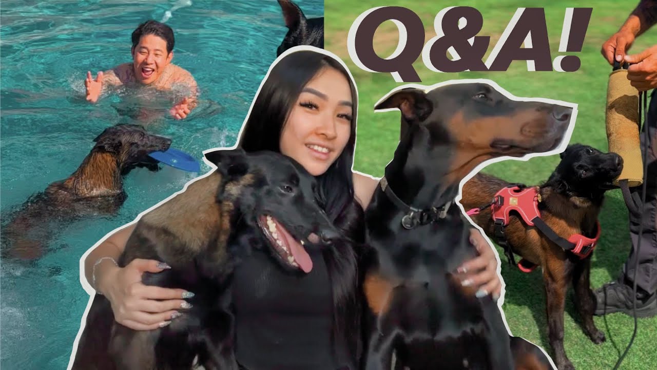 Q&A with my Doberman and Belgian Malinois—ask us anything
