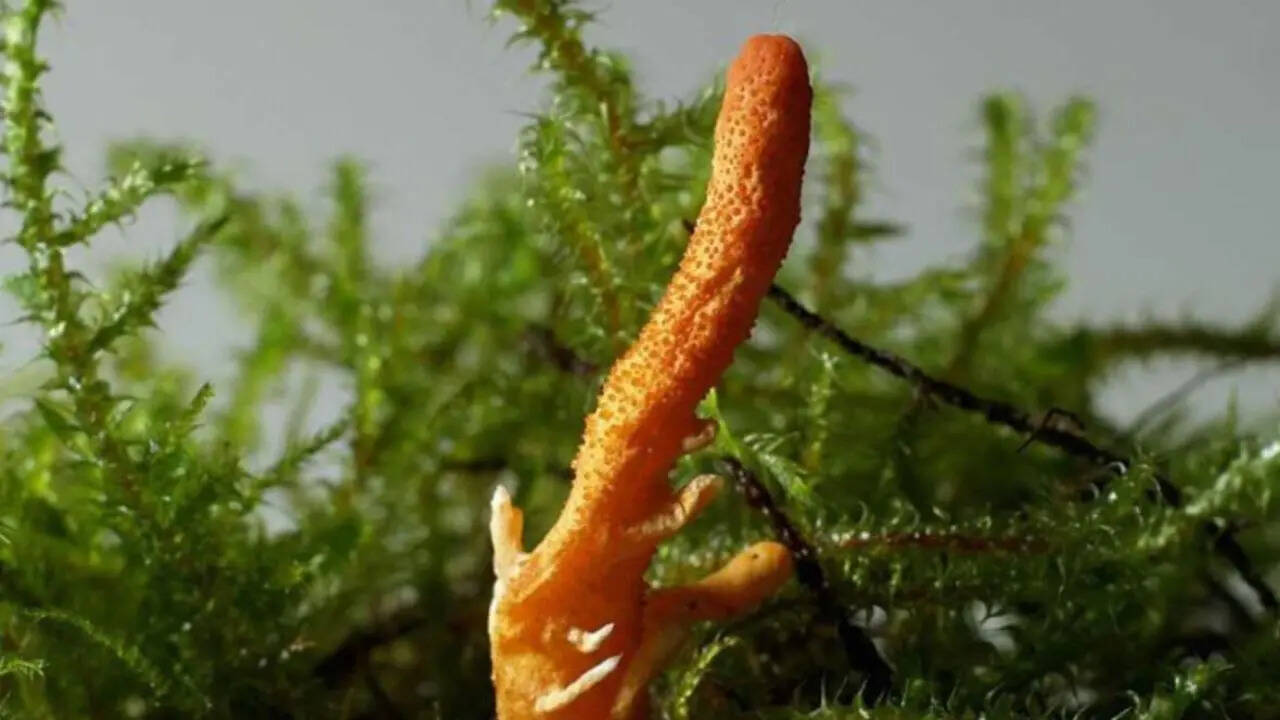 Did You Know India’s Himalayan Yartsa Gunbu Mushroom Costs Rs 15 Lakh ...