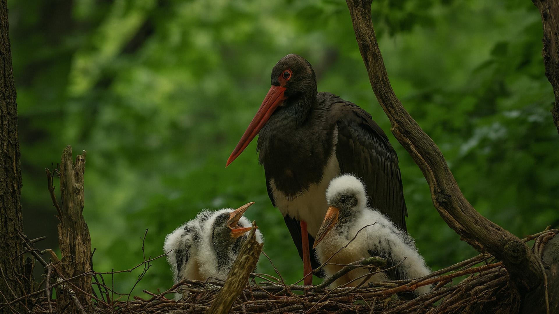 Wildlife Up Close in Its Natural Habitat