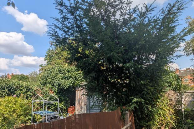 Hedgehog warning as council says tree can be felled