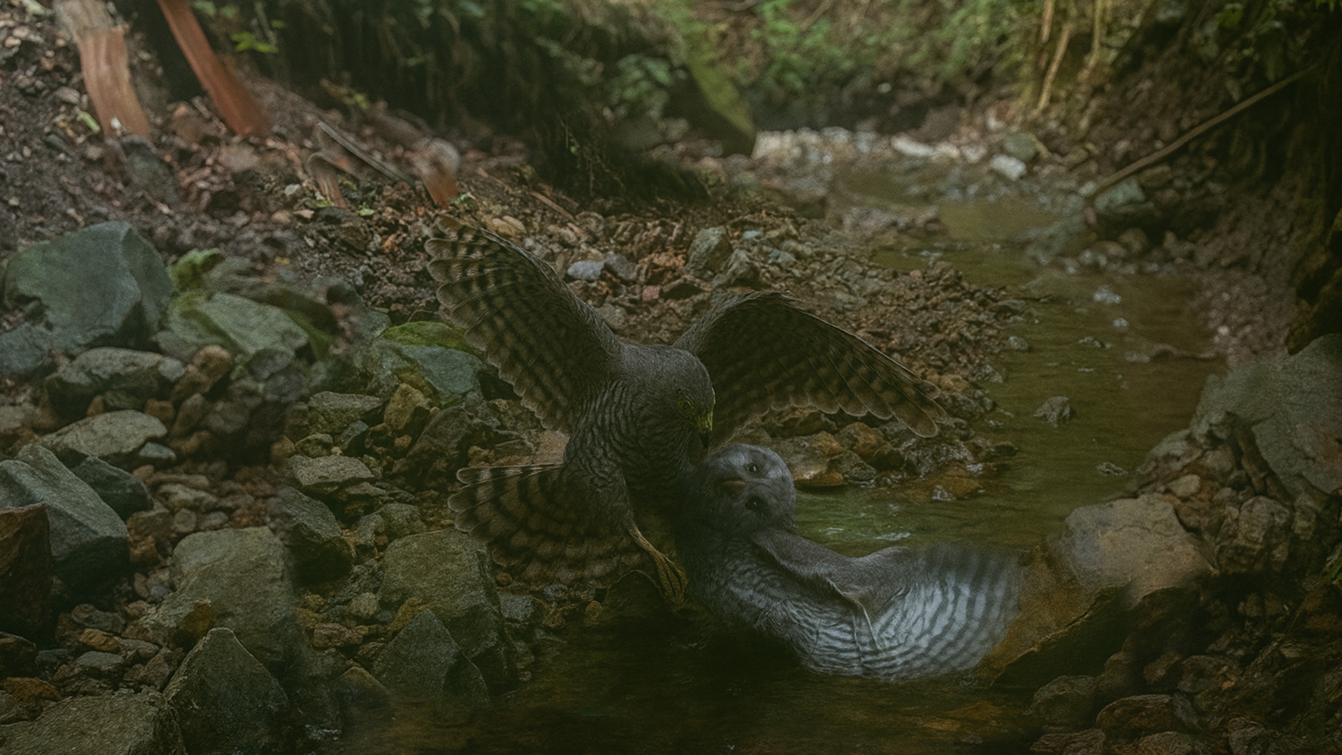 Trail Camera Captures Birds of Prey Clashing by the River