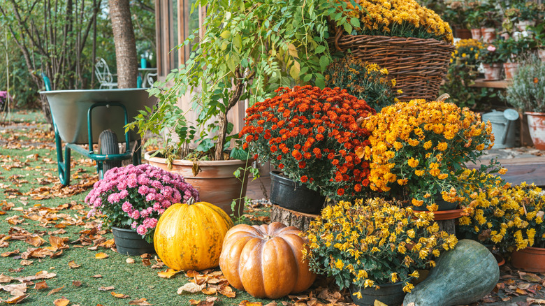 13 Stunning Fall-Blooming Flowers That'll Thrive In Shady Areas Of Your ...