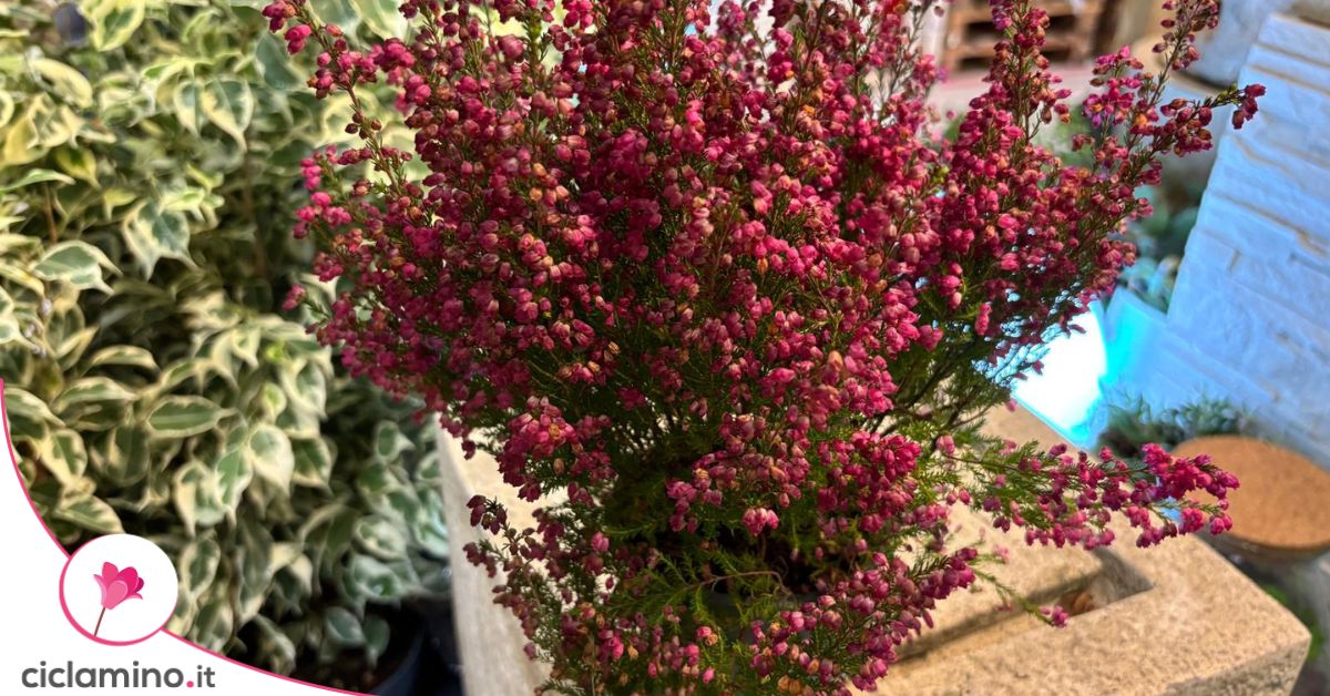 Come propagare l’Erica da talea: guida passo passo per appassionati