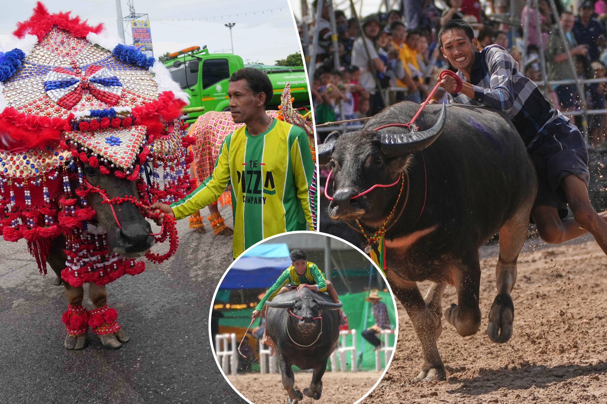 Buffalos in Thailand clean up to compete in a beauty pageant to raise ...