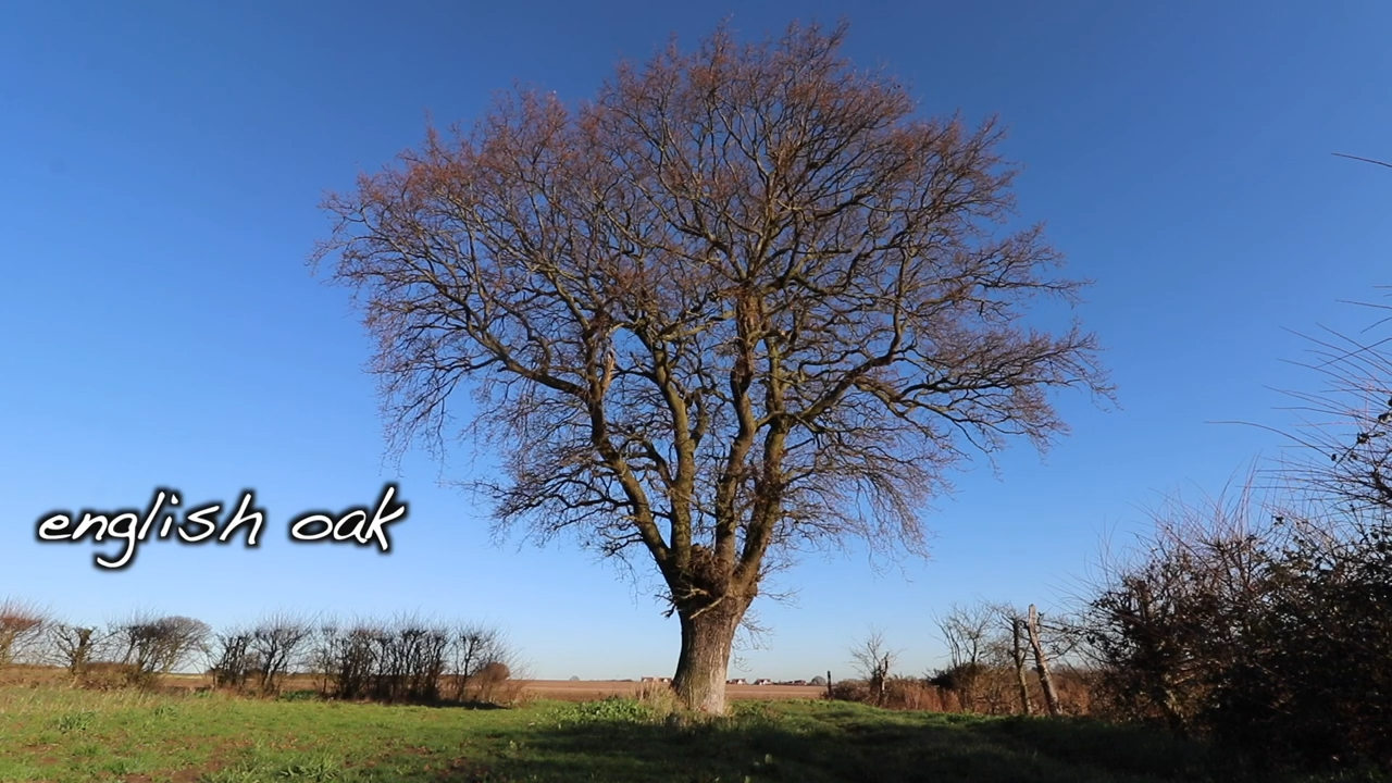 Winter tree identification guide (part two)