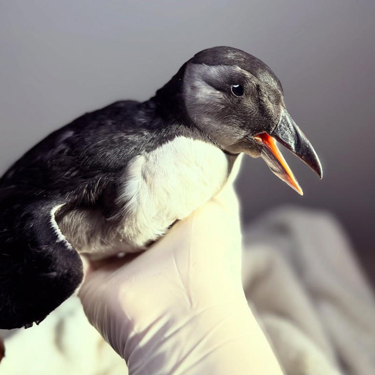 Young sea-going puffin makes only a brief stop in RI before hitching a ...