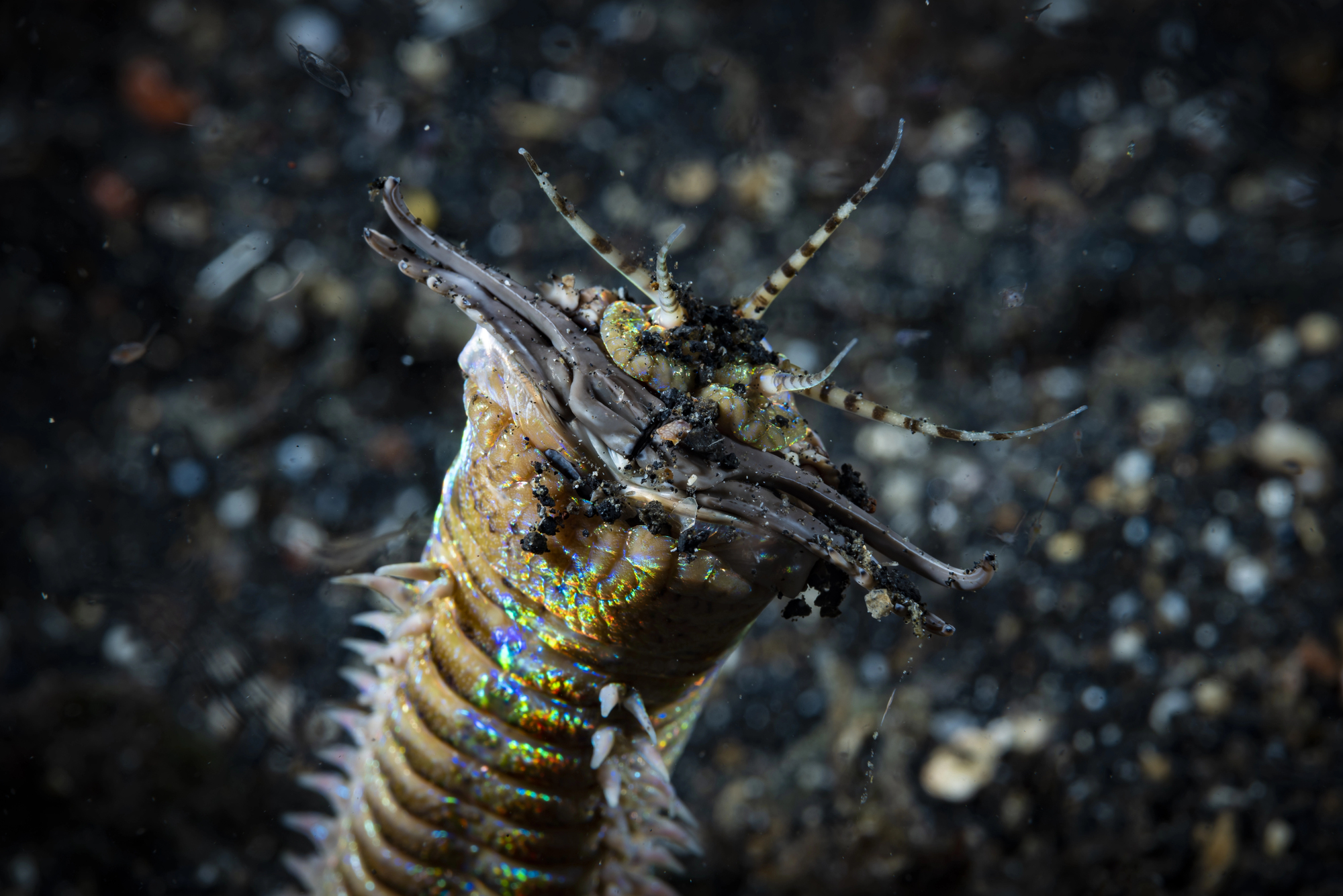 Weirdest Water Worms Ever Discovered