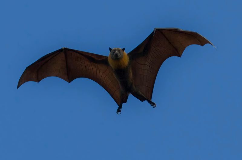 10 Spooky Animals Associated With Halloween And Their Real Meanings