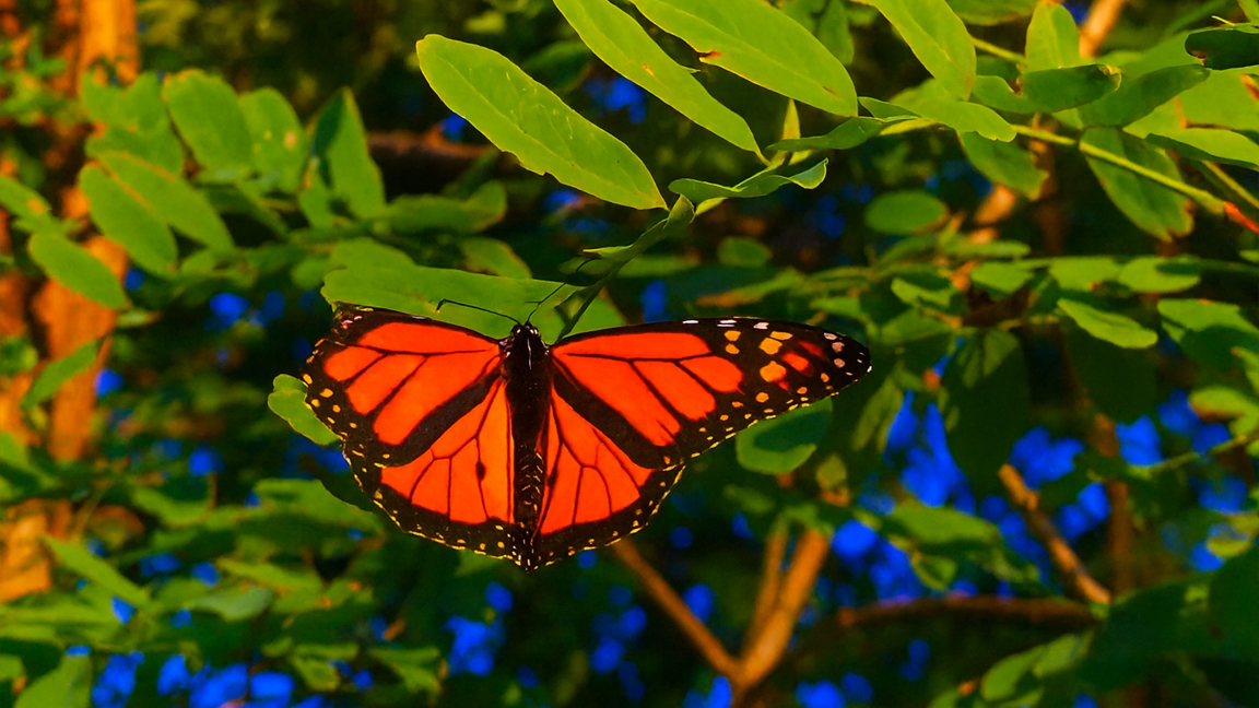 Hermosa mariposa monarca sobre hojas verdes – Primer plano en 4K UHD