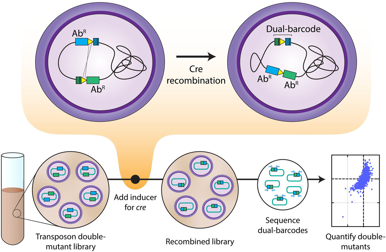 Map of bacterial gene interactions uncovers targets for future antibiotics