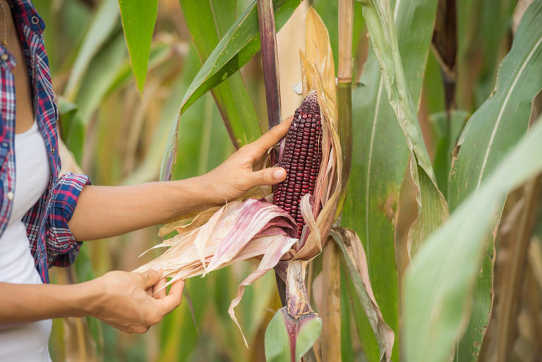 Cuándo acaba la temporada de maíz cacahuazintle
