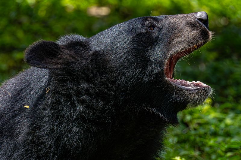 The Most Dangerous Animals In Canada And Where You Might Encounter Them