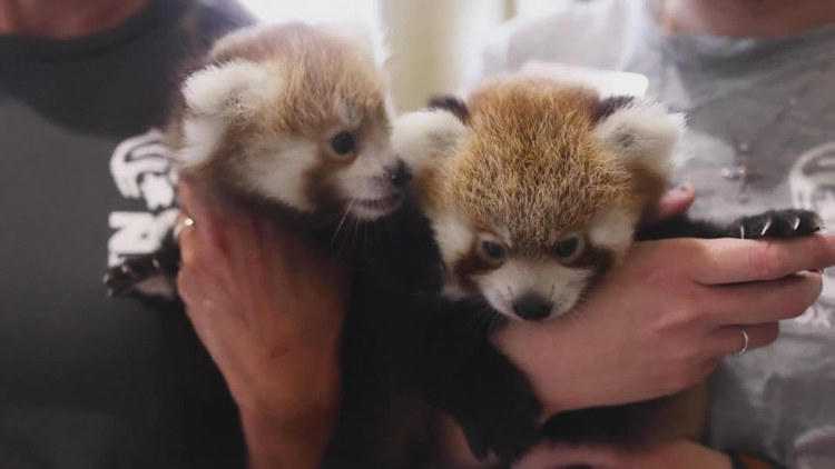 Names for red pandas at Zoo Knoxville announced