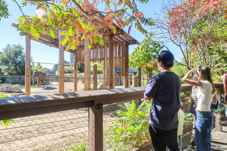 Artist visits Denver Zoo ahead of concert at Red Rocks
