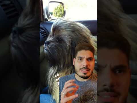 CHEWBACCA NACIO DE UN PERRO