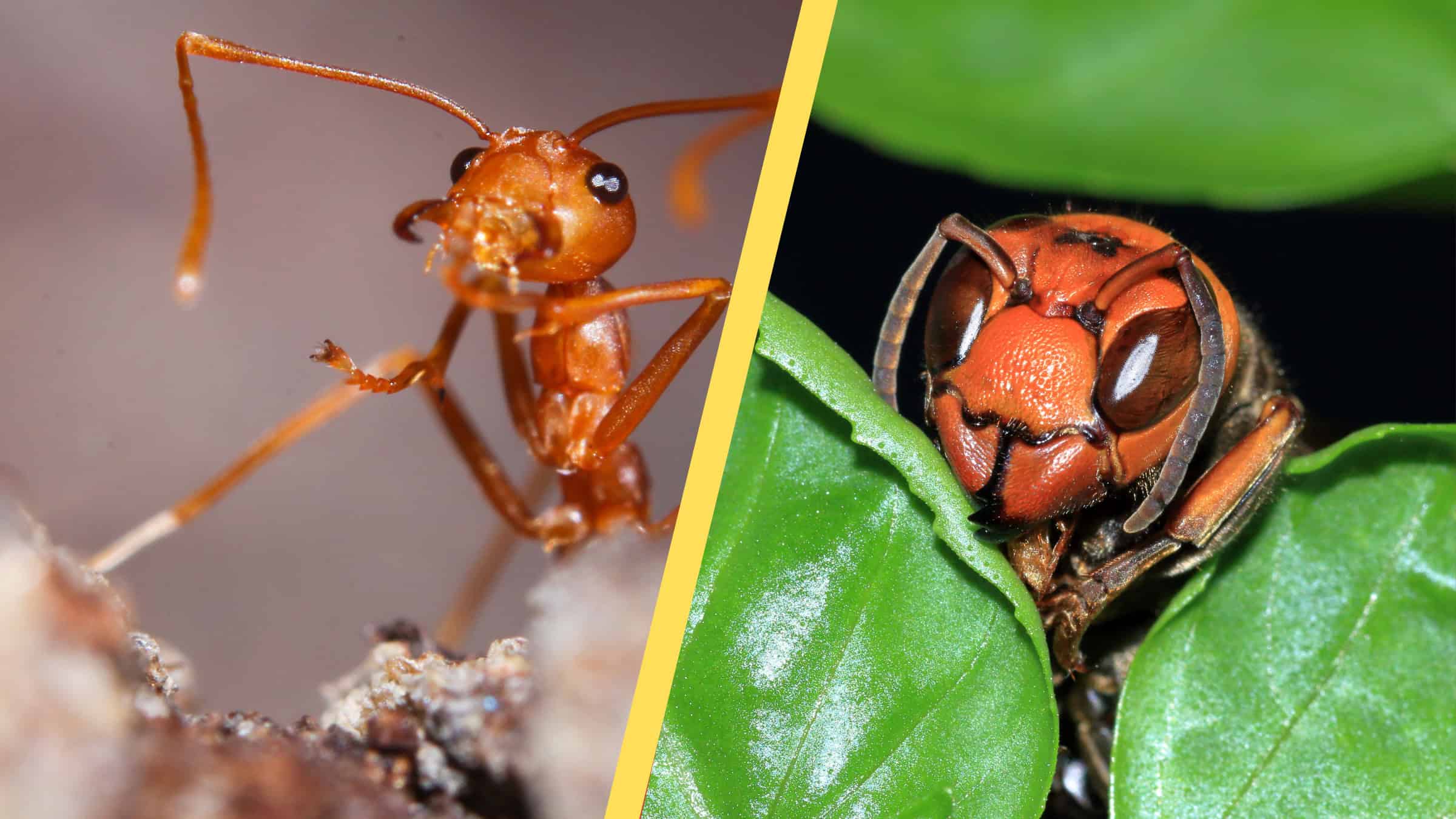 10 of the Most Painful Insect Stings Known to Man