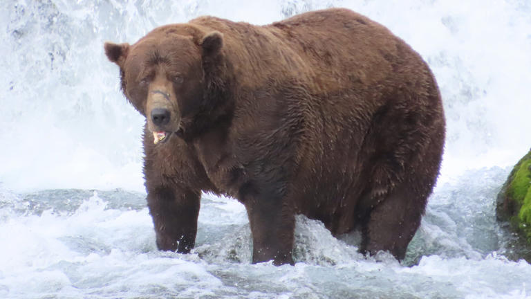 Fat Bear Week winner revealed: Chunk survived broken jaw to take ...
