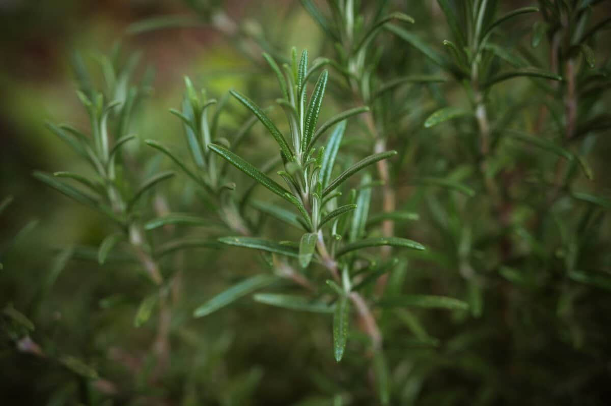 8 Holy Herbs Guiding Souls Through Funeral Traditions
