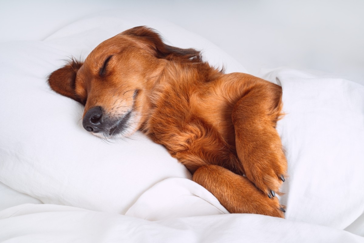Funny Dachshund Legit Begging Mom to Go to Bed Is All of Us