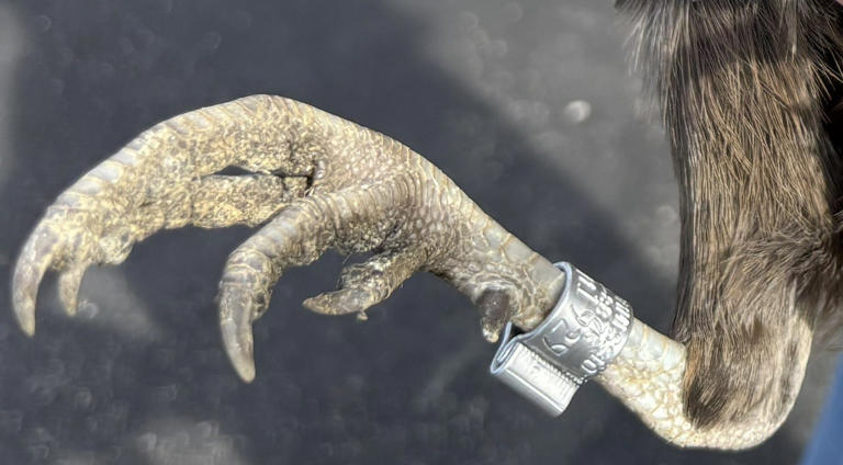 Final pheasant releases happening now, but there may be a bonus one