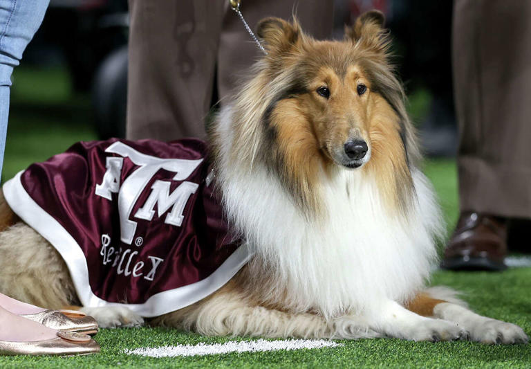 What happens after a Texas icon dies