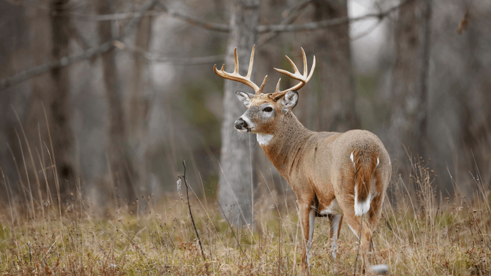 Students raise awareness over stopping spread of CWD among Pennsylvania ...